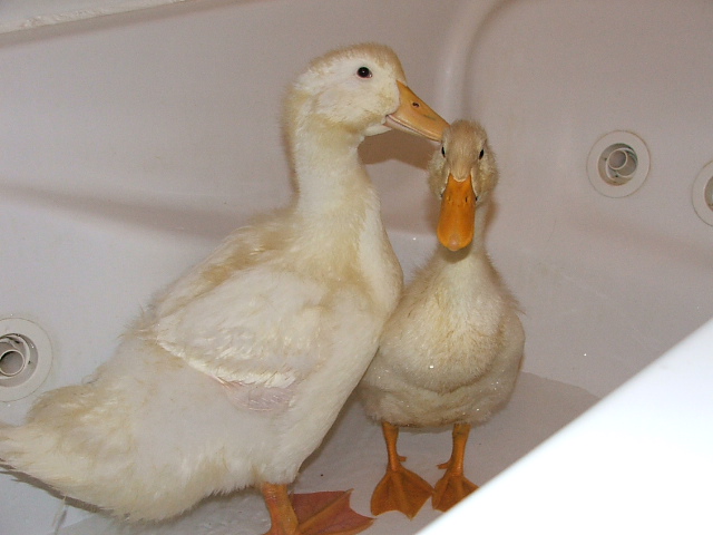 Yellow Duckling Full Grown